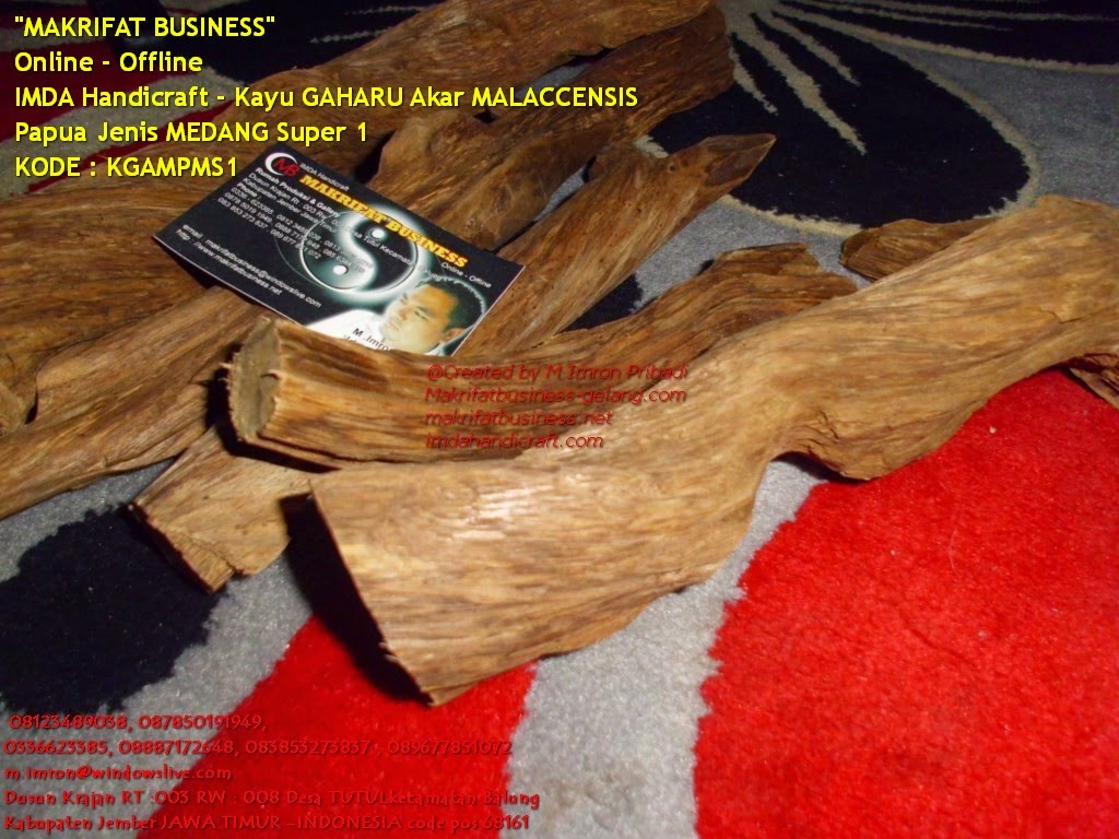 Kayu GAHARU Akar MALACCENSIS Papua Jenis MEDANG Super 1 by: IMDA ...